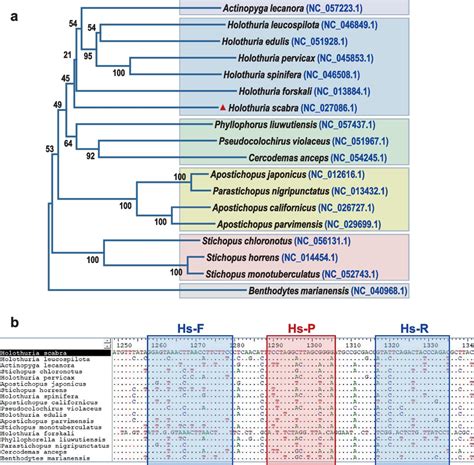 Phylogenetic Analysis And Multi Sequence Alignment Of Hs Cox1 A