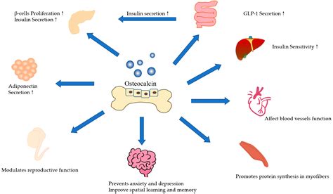 Osteocalcin And Its Potential Functions For Preventing Fatty Liver