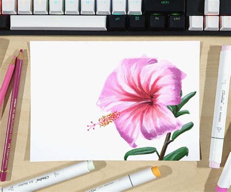 How To Draw Hibiscus Flowers Step By Step