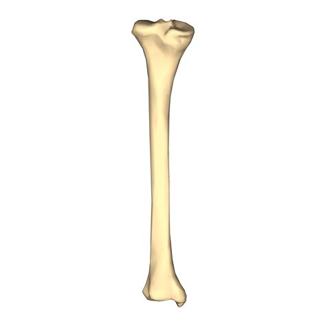 File Left Tibia Close Up Posterior View Png