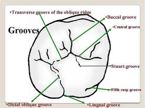 What Do These Deep Grooves Contain At John Heidt Blog