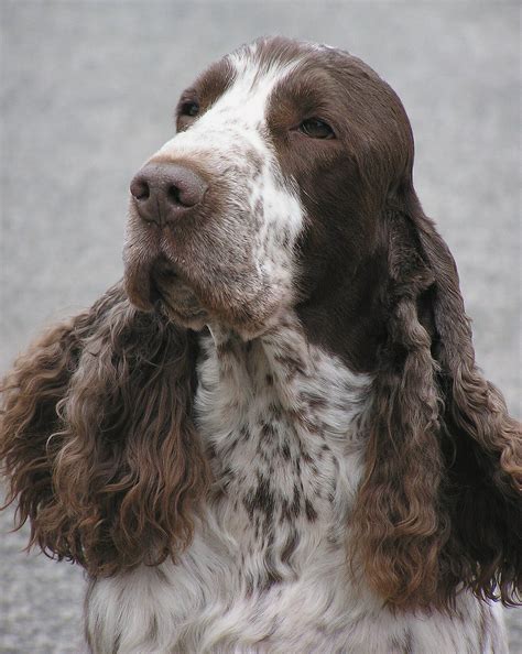 Der English Cocker Spaniel Issn Rüde Hunde News And Dogstyle