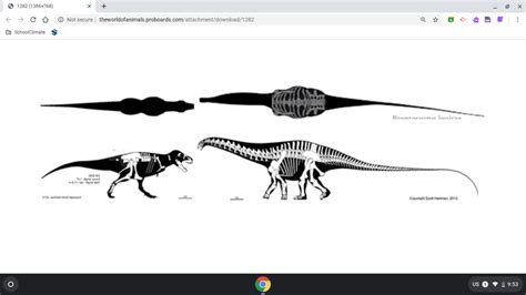 Apatosaurus Vs T Rex