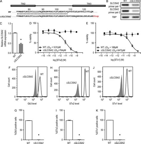 Functional Analyses Of The Udp Galactose Transporter Slc35a2 Using The
