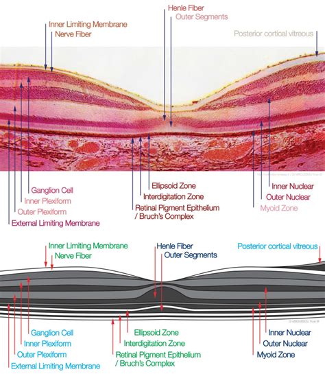 Figure Retina And Macula Histology Contributed Statpearls