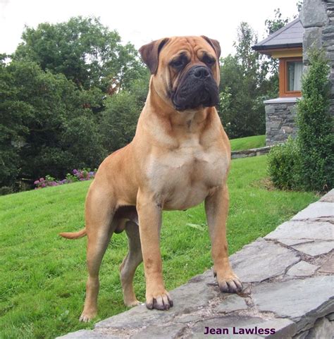 English Mastiff Dangerous Breed At Wendell Espinoza Blog