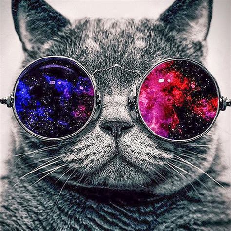 Create Meme The Cat With Glasses Is Cool Cat With Cosmos Glasses