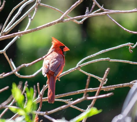 A Photo Of Our State Bird I Took Yesterday Rvirginia