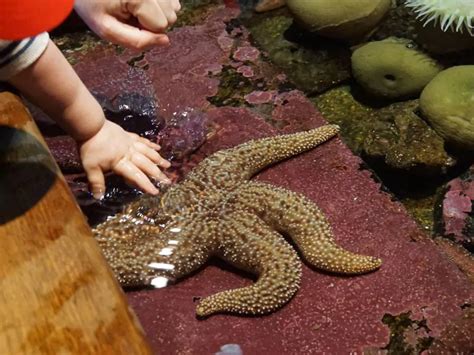 Touch Pool In An Aquarium Europe Zoos