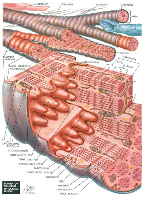 Doctoring The Craft Of Medical Illustration The Work Of Frank H Netter M D Print Magazine