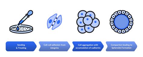 Exploring Cellular Spheroids Applications And Formation Darwin Microfluidics