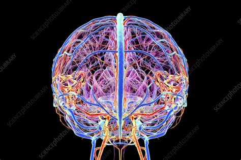Vascular System Of Brain Illustration Stock Image F043 9916