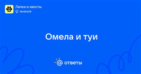 Омела и туи Ответы Mail