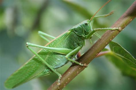 Download Green Macro Insect Animal Grasshopper Hd Wallpaper