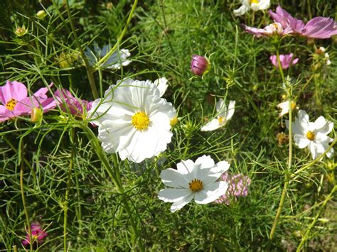 Flower Seeds Calendula Coreopsis Cosmos Daisy Marigold Etsy