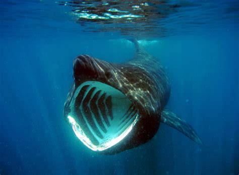 A Basking Shark Feeding Cetorhinus Maximus 3262 X 2394 Basking