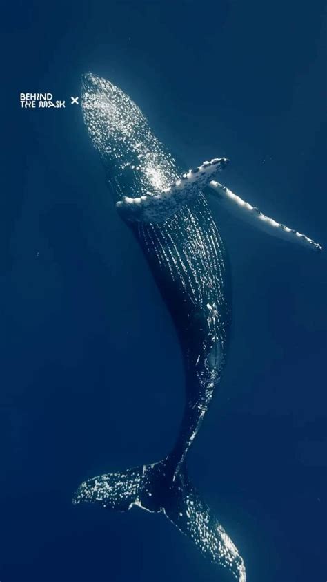 Humpback Whale Songs Analysis