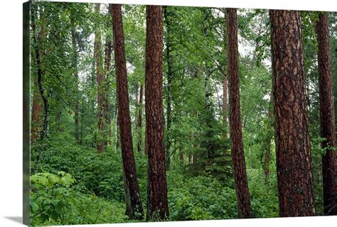 Red Pine Trees In Old Growth Forest Preachers Grove Itaska State Park