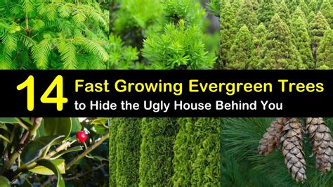 14 Fast Growing Evergreen Trees To Hide The Ugly House Behind You