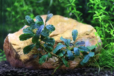 Bucephalandra Brownie Brown Aquarium Plant — Buce Plant