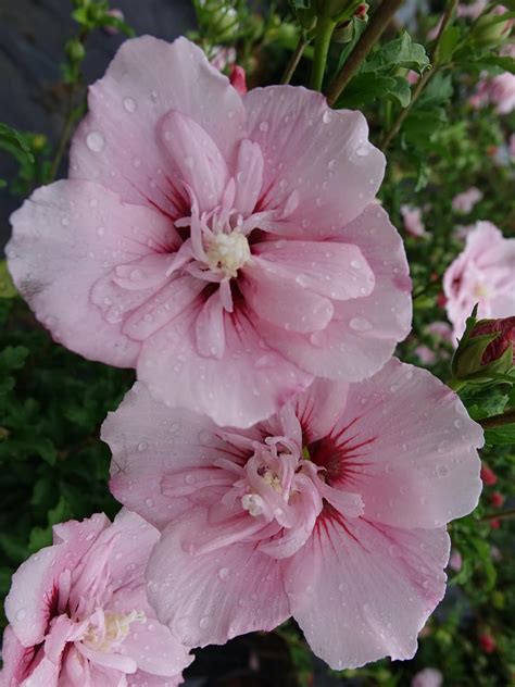Live Plant From Green Promise Farms Hibiscus Syriacus Pink Chiffon Rose Of