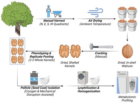 Workflow Diagram Representing The Steps If The Experimental Design For