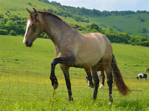 Sooty Buckskin Horses The Equinest
