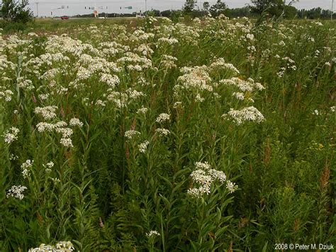 Asters Grassland