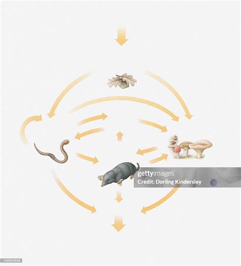 Illustration Of Decomposition Cycle High Res Vector Graphic Getty Images