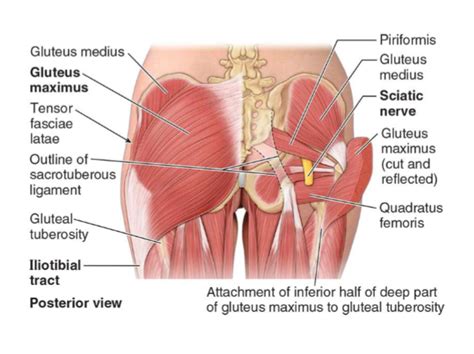 Gluteal Muscles Diagram Quizlet