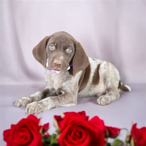German Shorthaired Pointer Puppies For Sale