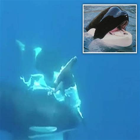 Hammerhead Whale