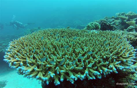 Grasslands Dive Site In Palau