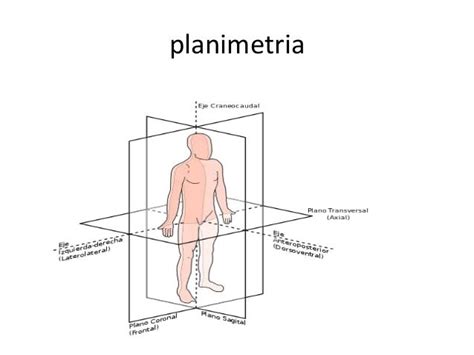 Las Giocondas De Da Vinci Planos Anatómicos Y Secciones