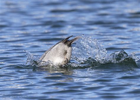 Redhead Diving Series Feathered Photography