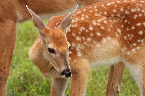 100 Free White Tailed Deer And White Tailed Deer Images Pixabay