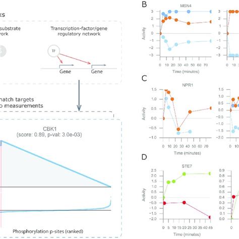 Protein Activity Analysis A Representation Of The Workflow Used To