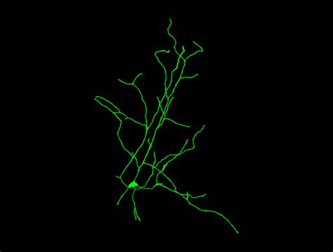 Detailed Cell Information 032917slice9neuron1wtp25