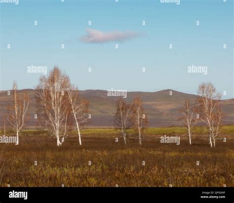 A Beautiful View Of Autumn Trees On The Mountains In The Grasslands Of