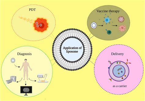 Liposomes Structure Classification — Applications Conductscience