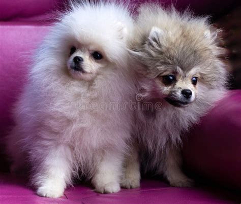 Two Pomeranian Puppies White And Grey Are Sitting On A Bright Pink Sofa