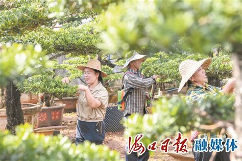 海口琼山区云阁村：党建引领乡村振兴 村庄“焕新颜” 村民鼓腰包 新闻中心 南海网