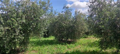 Evolution Of Olive Growing From Traditional To Super Intensive L