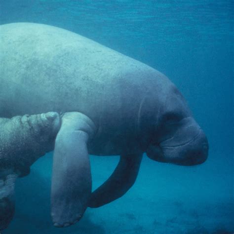 Amazonian Manatee Habitat