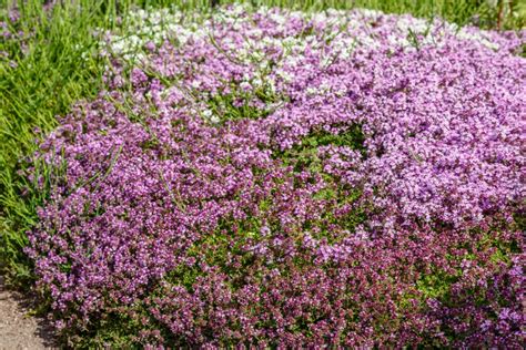 Tips For Growing Creeping Thyme Plants Mygardenlife