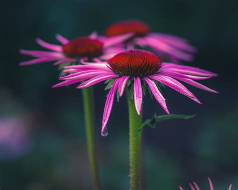 10 Tips For Unforgettable Wildflower Photography Examples