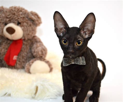 Кот породы корниш рекс картинки и фото Koshkatop