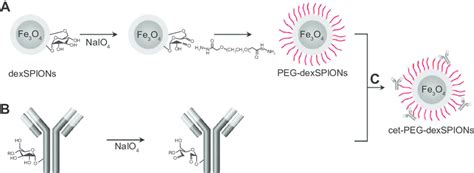 Bioconjugation Scheme For Cet Peg Dexspions Notes A Surface