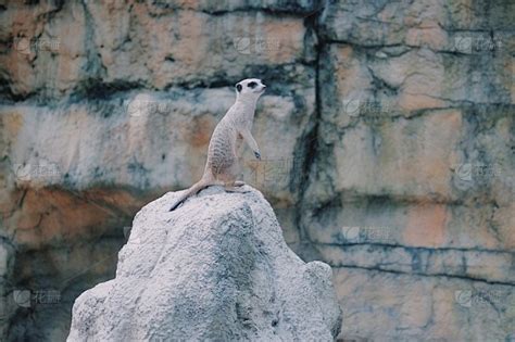 猫鼬站在石头上