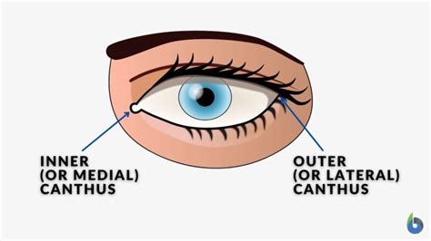 Canthus Definition And Examples Biology Online Dictionary